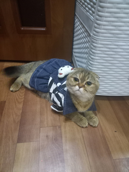 Скотиш фолд кошка