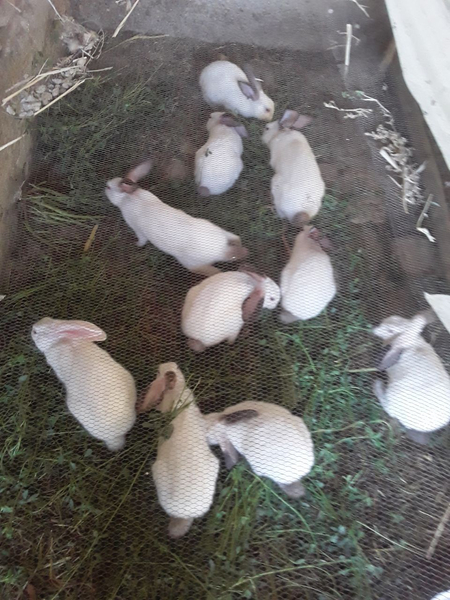 Quyonlar Kafolati bilan