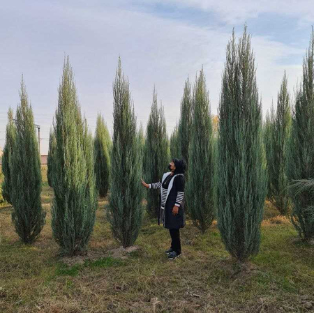 продаются Скайрокеты, Juniperus Skayroket