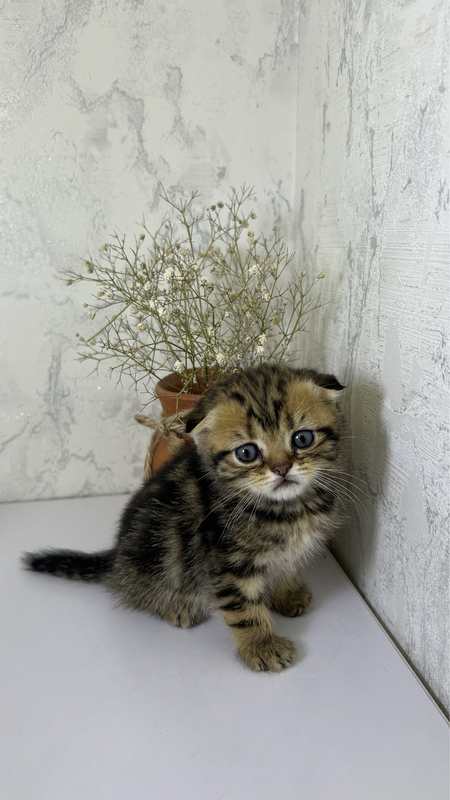 Продаются котята