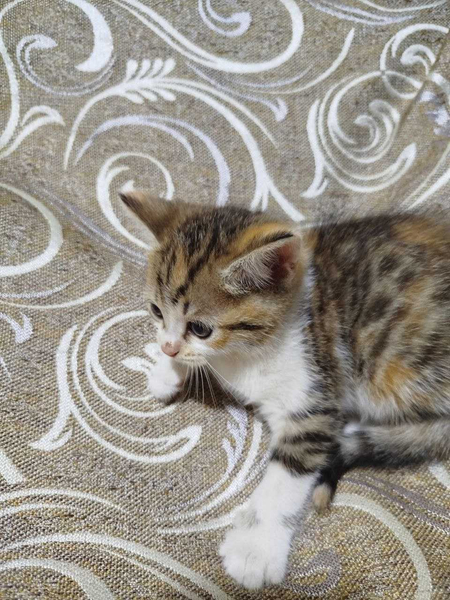 Продам котят мама шиншилла