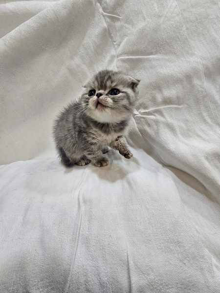 Мальчик  Скотиш Фолд