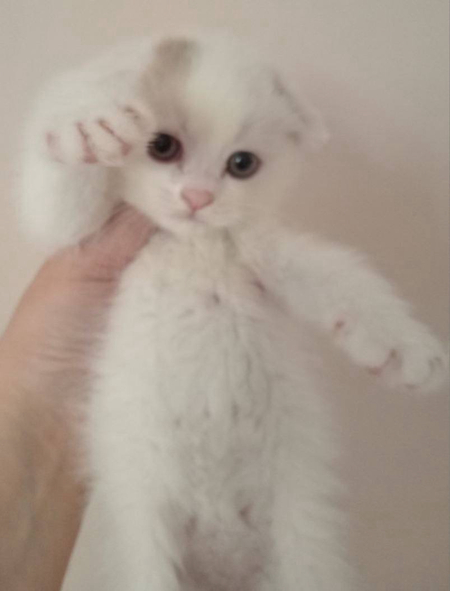 Шодланский скоттищ фолд