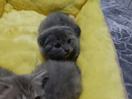 Шотландские вислоухие