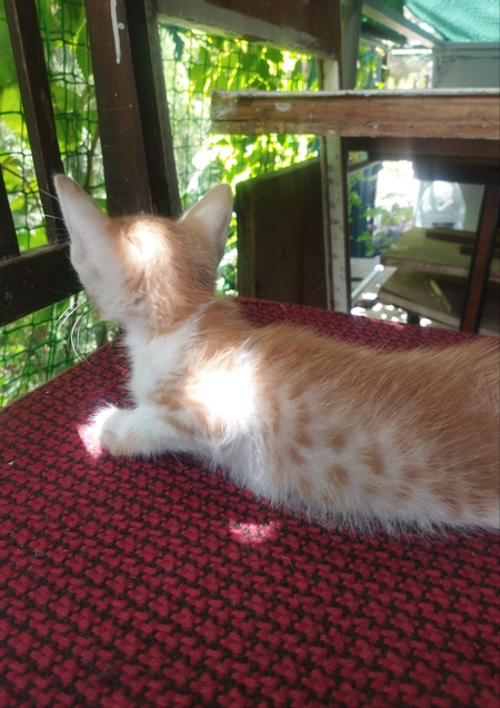 Котенок рыженький, мальчик.