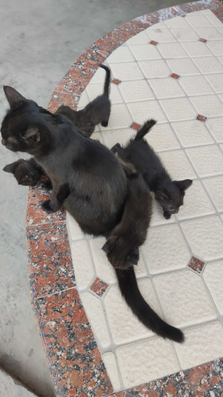 Damashniy koshka boqaman dip niyat qib yurganla uchun tekinga beramiza