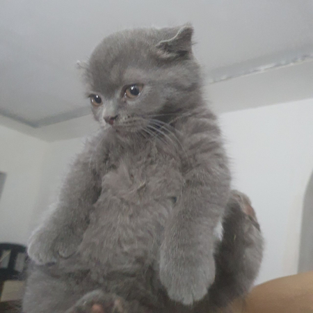 Породистые котята