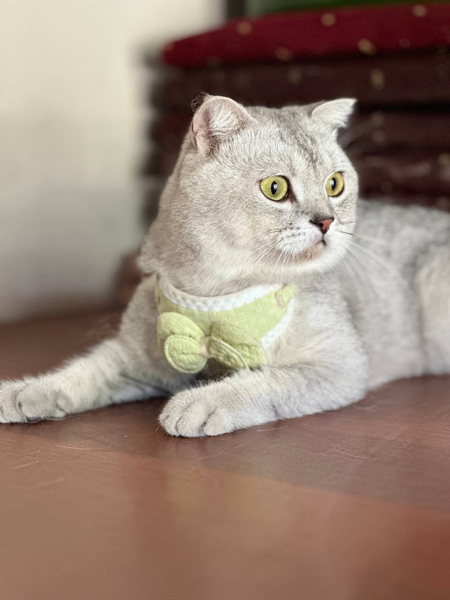 Skotish fould serebristiy shinshilla скотишфолд серебристий шиншилла