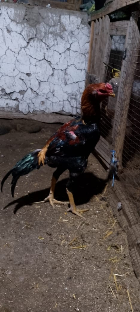 Dakang hóroz ...