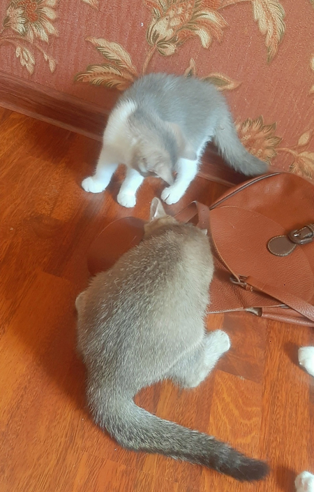 Срочно шотландские котята подешевле не дорого