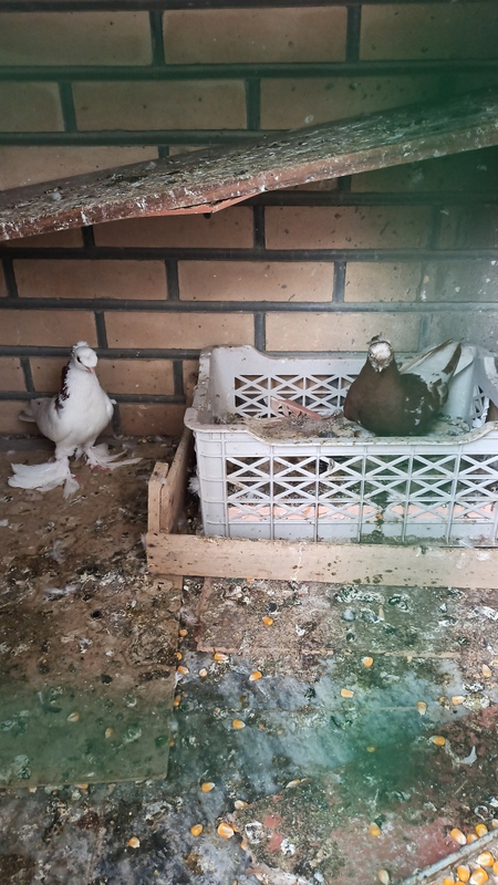 Голуб кабутар кафтар
