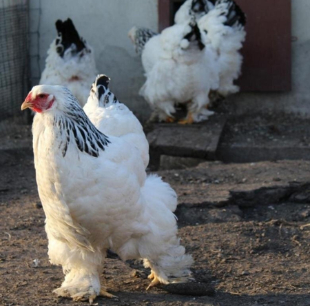 Paliviy Brama tuxum