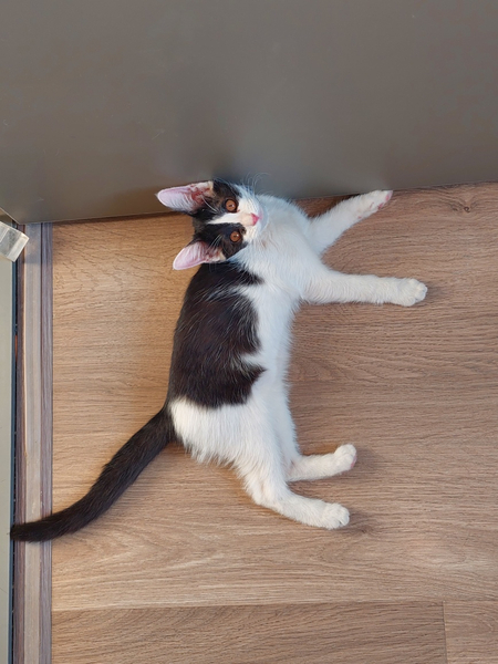 Котёнок девочка. Очень ласковая