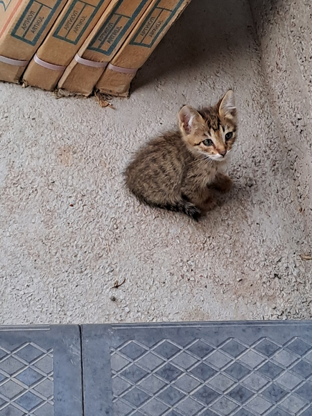 Отдам котят в хорошие руки