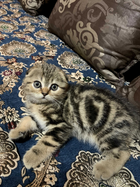 Британский скоттиш фолд мраморный окрас