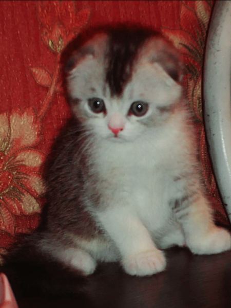 Шладкий котёнок Skottish Fold silver with gold