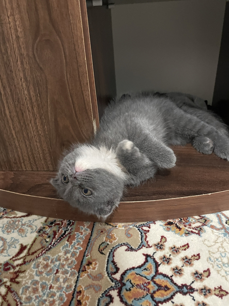 Скотши фолд 2 ойлик