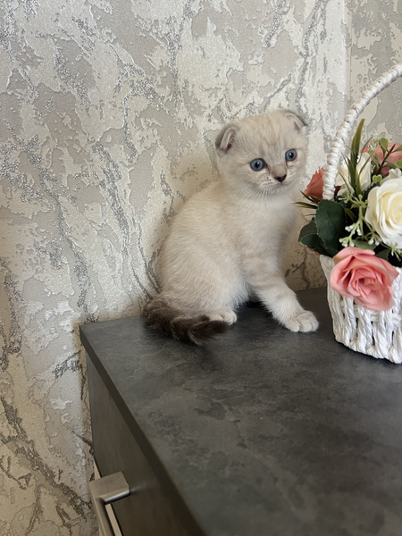 Продаются котята породистые Скоттиш фолд мальчик и девочка