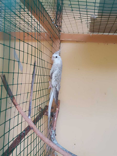Пакистанские кореллы