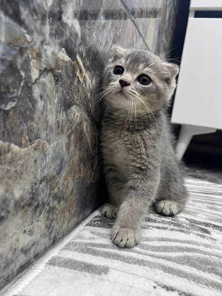 Котёнок шотландский скоттиш-фолд
