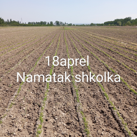 Namatak gul shkolka
