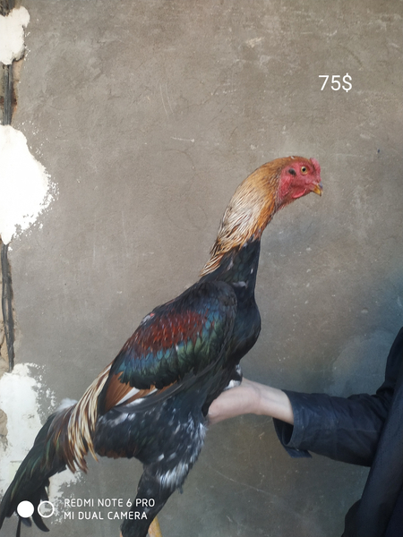 Dakan xoʻroz tovuqla sotiladi