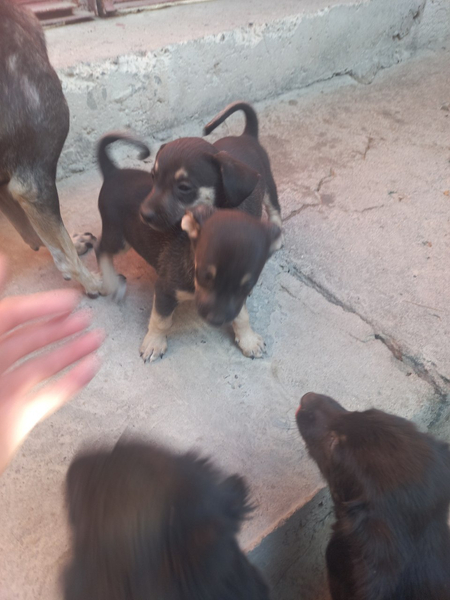 Отдам в хорошие руки