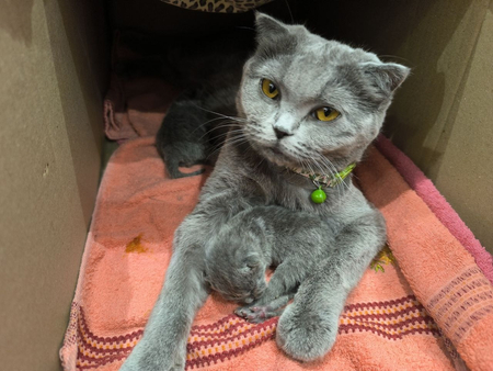 Продается домашний котик