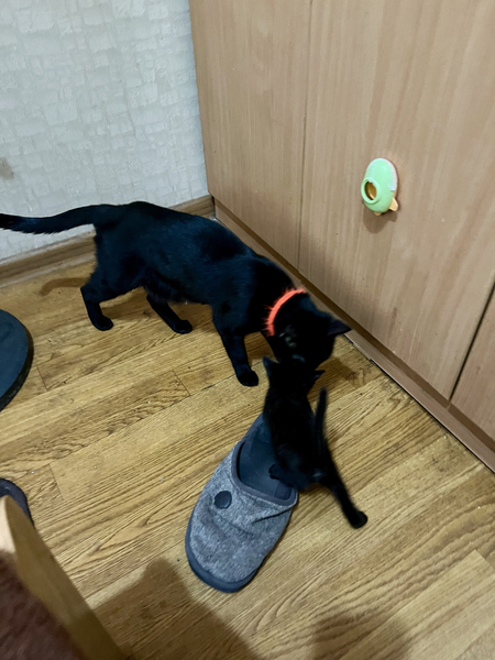 Котёнок 1,5 месяца очень красивый