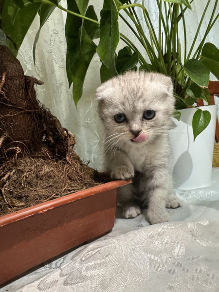 котята голубоглазые шиншыла+скотистрайк