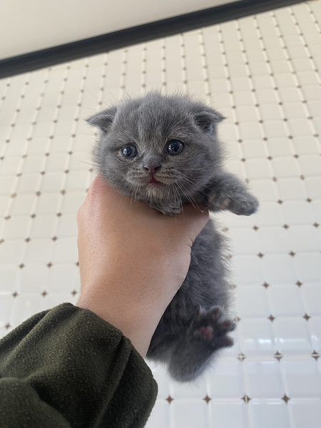 Вислоухие котята