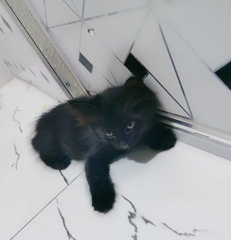 Раздам котят бесплатно