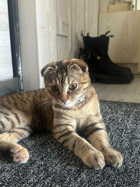 Кошка британская вислоухая