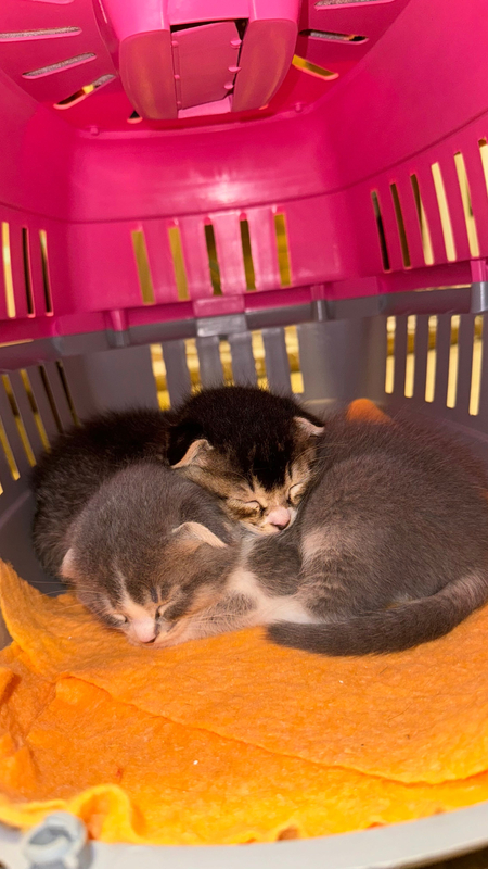 Скоттиш фолды котятя вислоухие
