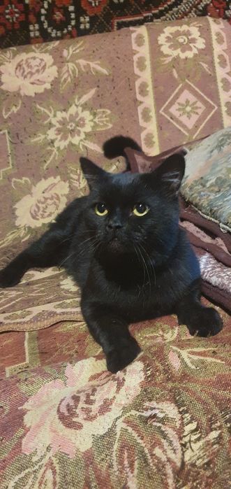 Молодой котик 1год