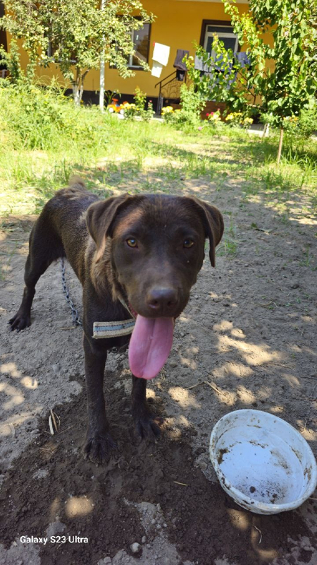 Labrador 1 yillik