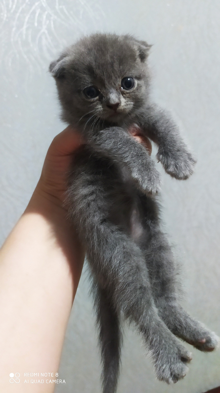 Продаются чистокровные Шотландские котята.