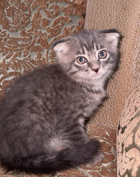 продаются котята
