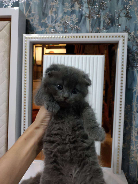 Продаются красивые котята