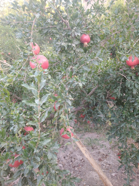 Bogʻ sotiladi 4 gektar