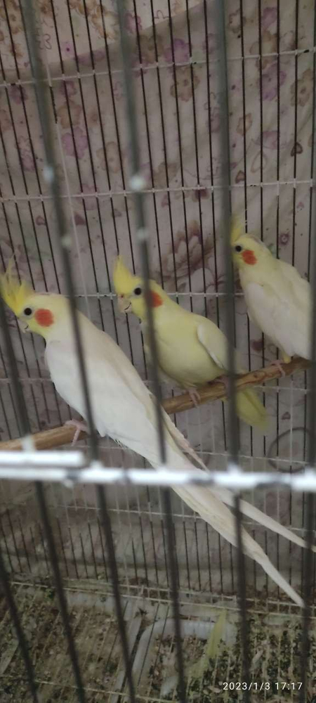 Продаётся корелла пара