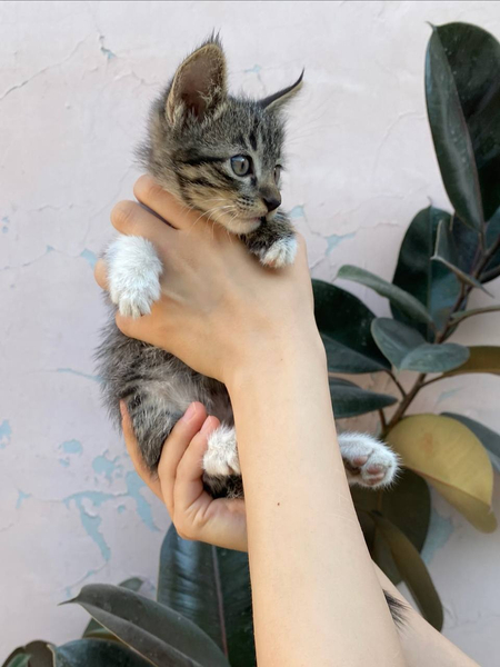 Котята мальчик и девочка к лотку приучены