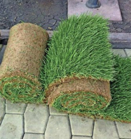 Рудонный газон Самарканд
