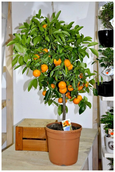 Limon , apelsin, mandarin