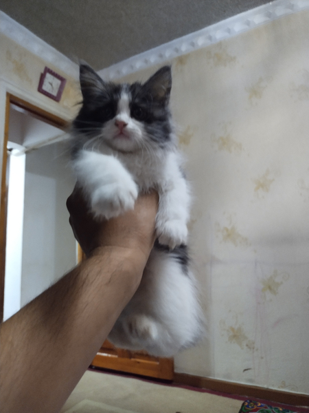 Ikki oylik aqilli zotdor mushukcha