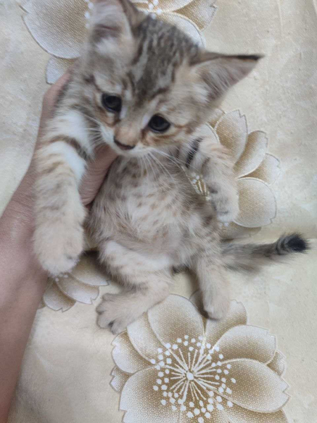 Отдам в добрые руки котят девочки