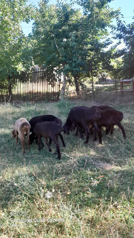 Zotdor zotdor quchqorlar sotiladi