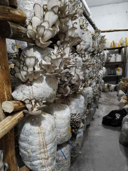 Грибы вешинка ..