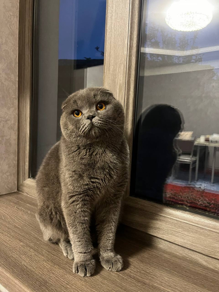 Tozza Nasilli mushuk erkak