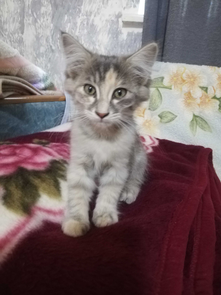 Mushukchalar, Котята